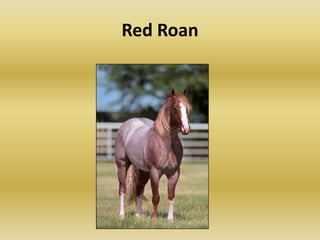 Horse colors and Markings | PPTX
