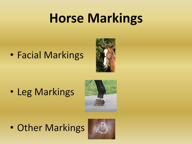Horse colors and Markings | PPTX | Equine Sports | Sports