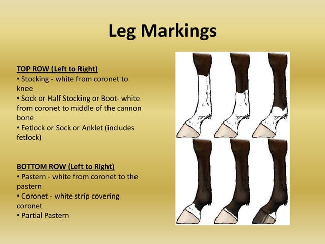Horse colors and Markings | PPTX | Equine Sports | Sports