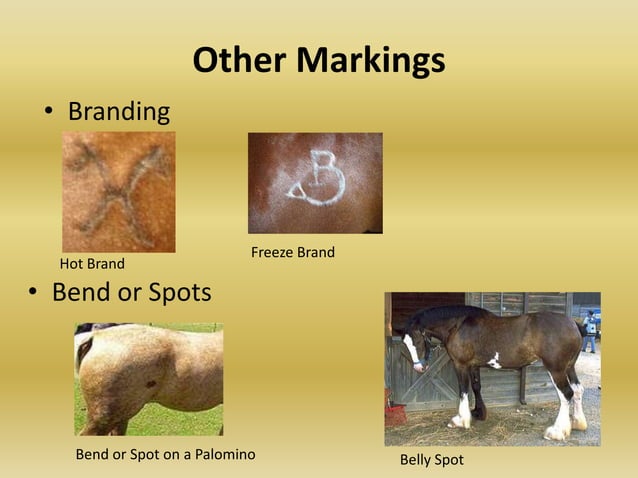 Horse colors and Markings | PPTX | Equine Sports | Sports