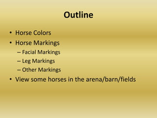 Horse colors and Markings | PPTX