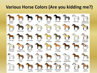 Horse colors and Markings | PPTX