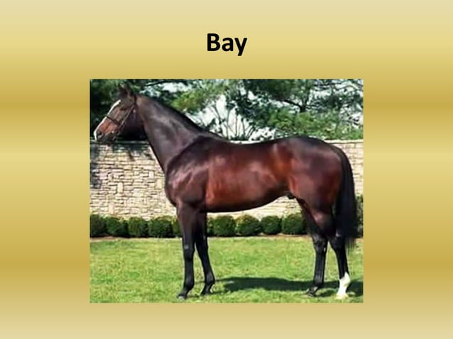 Horse colors and Markings | PPTX | Equine Sports | Sports