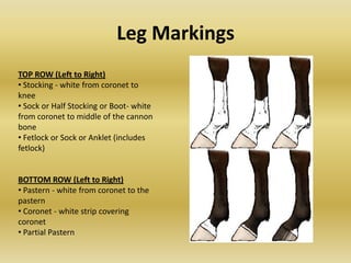 Horse Leg Markings Chart