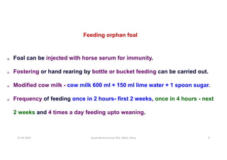 Nutrition of Horse | PDF