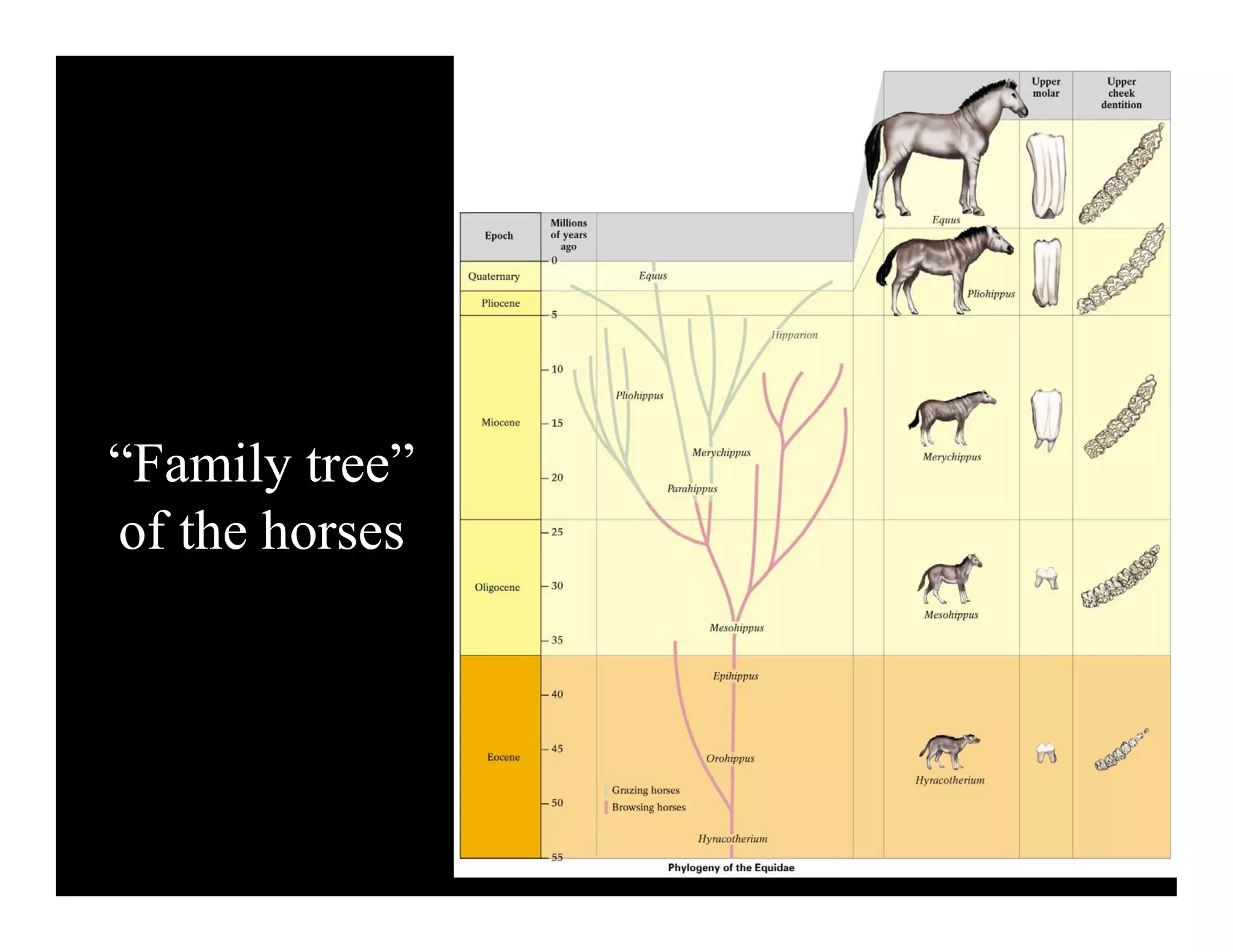 Horse phylogeny | PDF