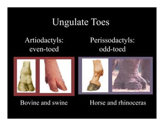 Horse phylogeny | PDF