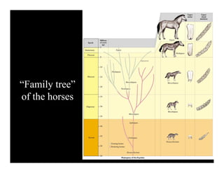 Horse phylogeny | PDF