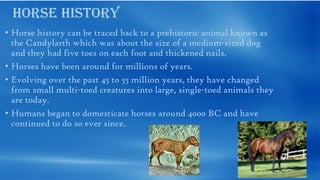 Horse powerpoint | PPTX