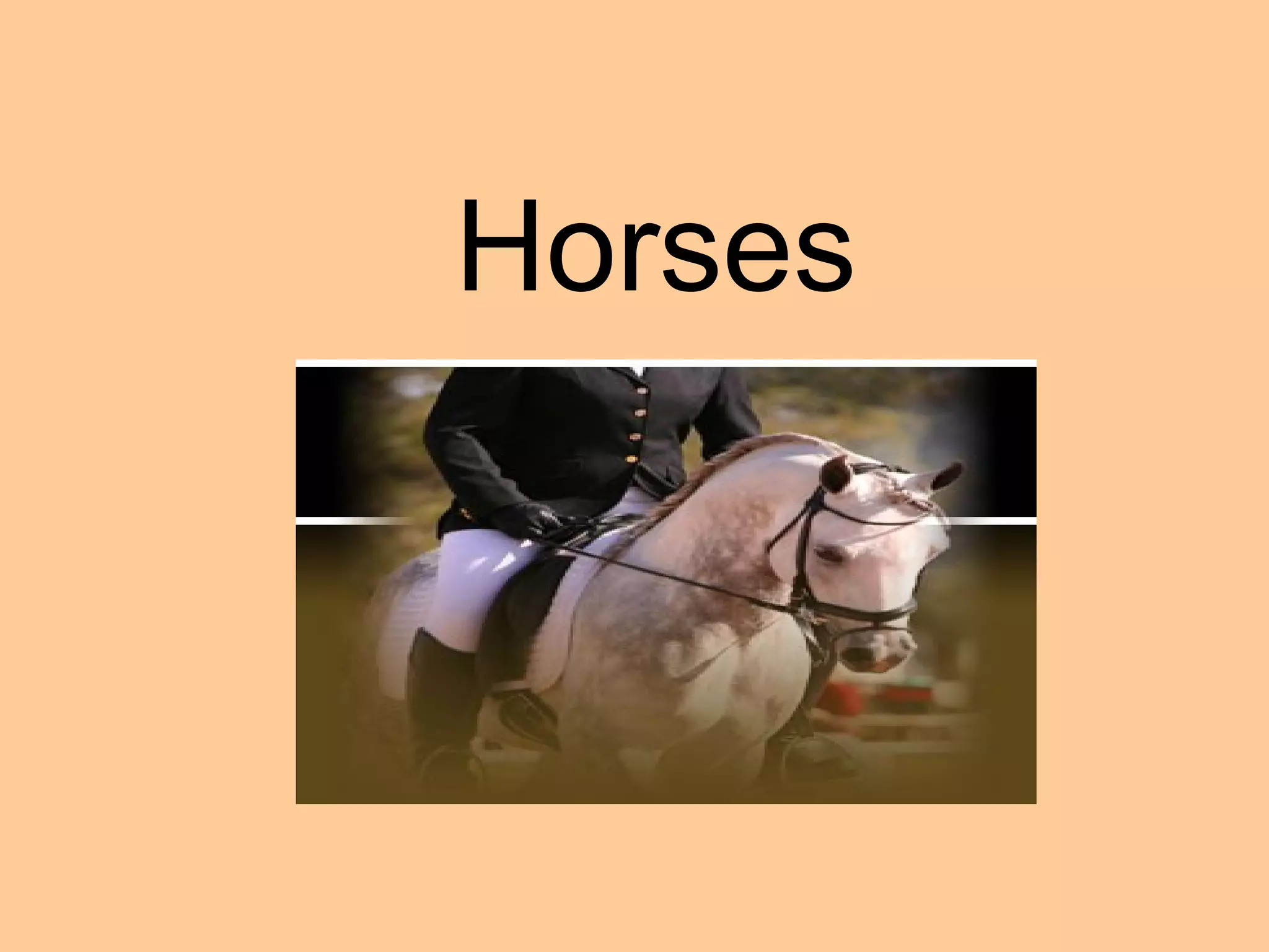 Horses | PPT