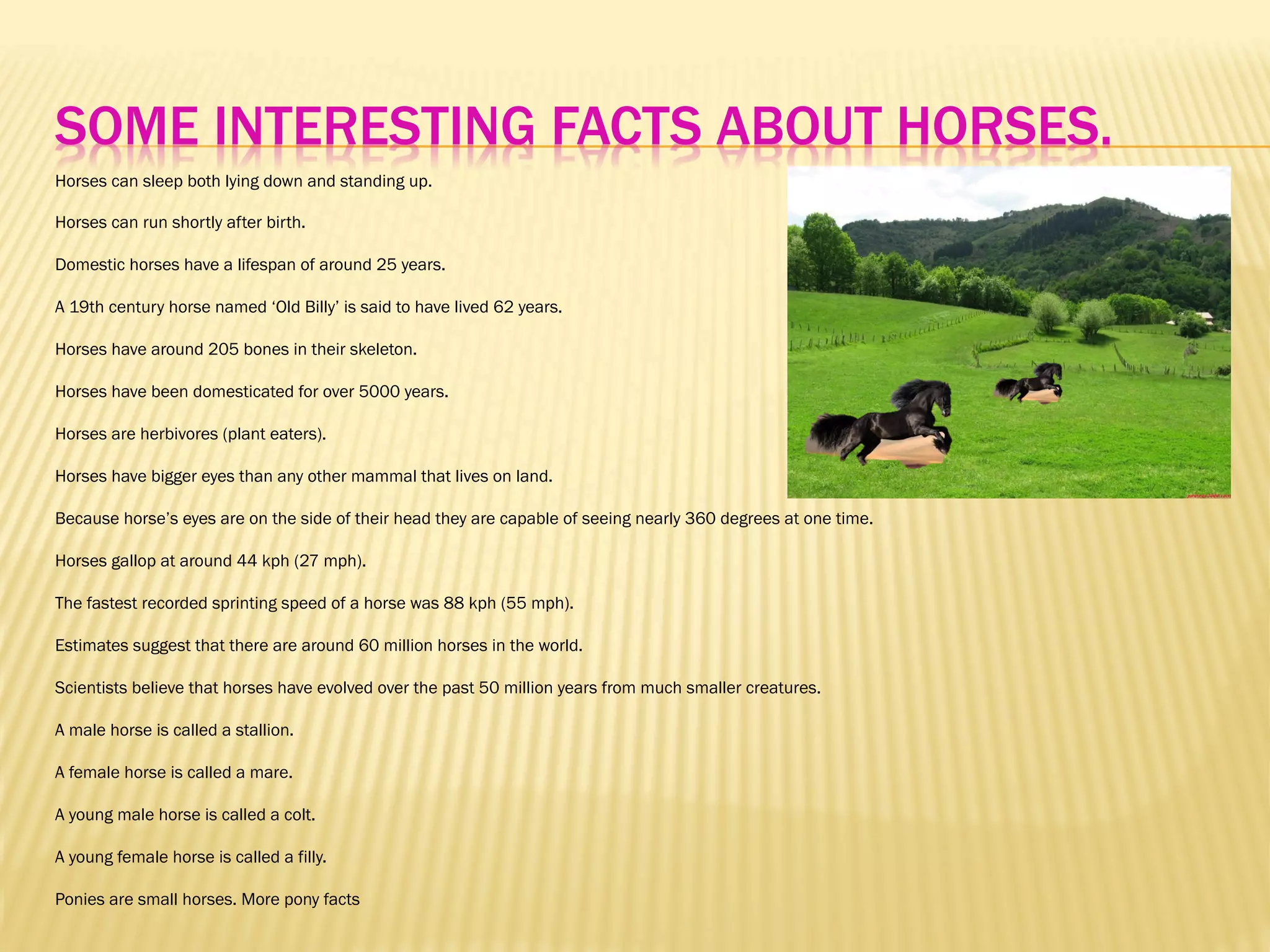 Horses | PPT