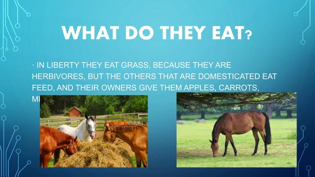 Horses | PPT