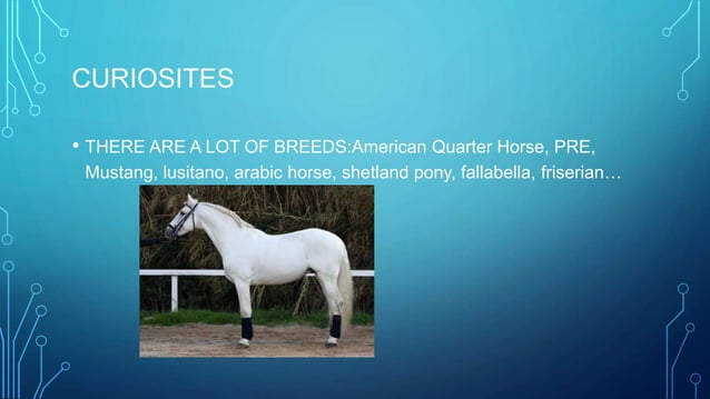 Horses | PPT