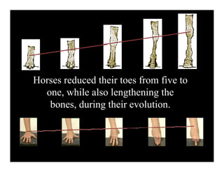 Horses | PDF | Equine Sports | Sports