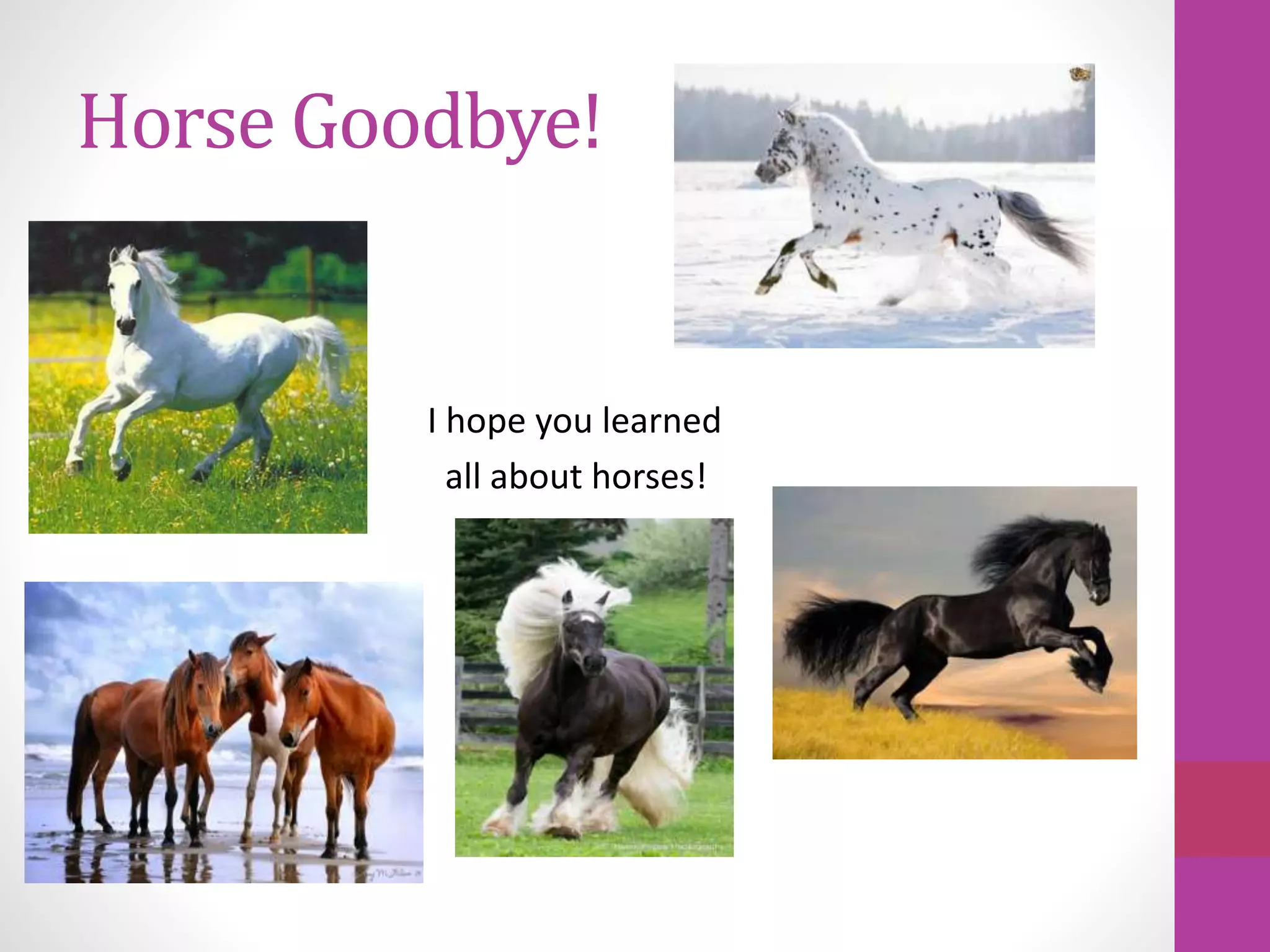 Horses | PPT