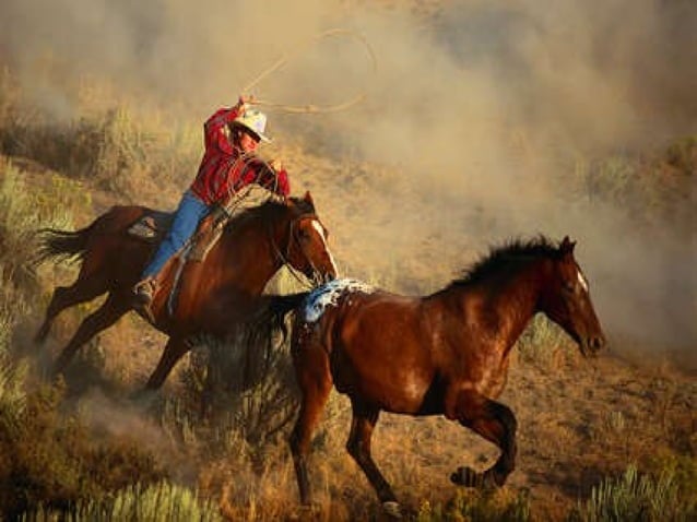 Horses By Alex Guilfoyle | PPT