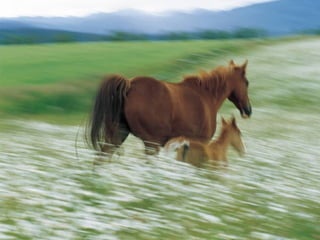 Horses By Alex Guilfoyle | PPT