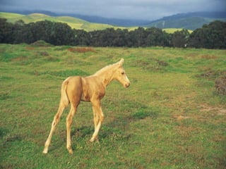 Horses By Alex Guilfoyle | PPT