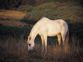 Horses By Alex Guilfoyle | PPT