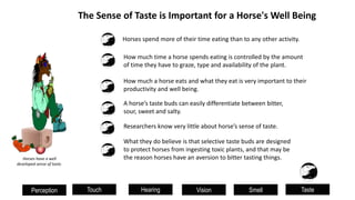 Horse Sense | PPSX