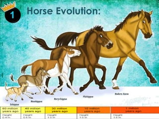 Horses School Project | PPTX