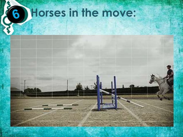 Horses School Project | PPTX