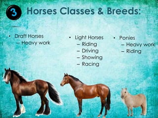 Horses School Project | PPTX