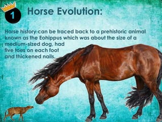 Prehistoric Horse Size