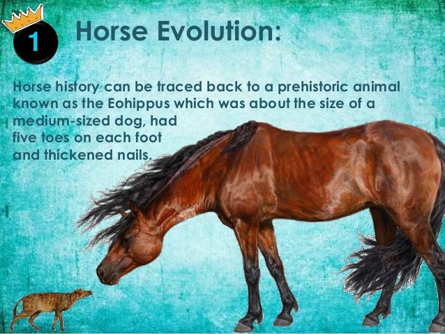 Horses School Project