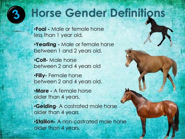 Horses School Project