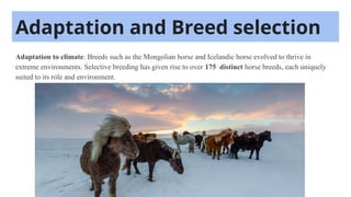 Horses Through History, horse evolution and humans and horses | PPTX