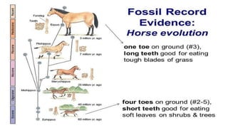 Horses Through History, horse evolution and humans and horses | PPTX