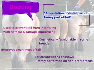 Horse Tail Modifications | PDF