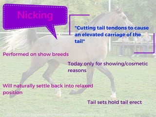 Horse Tail Modifications | PDF | Equine Sports | Sports