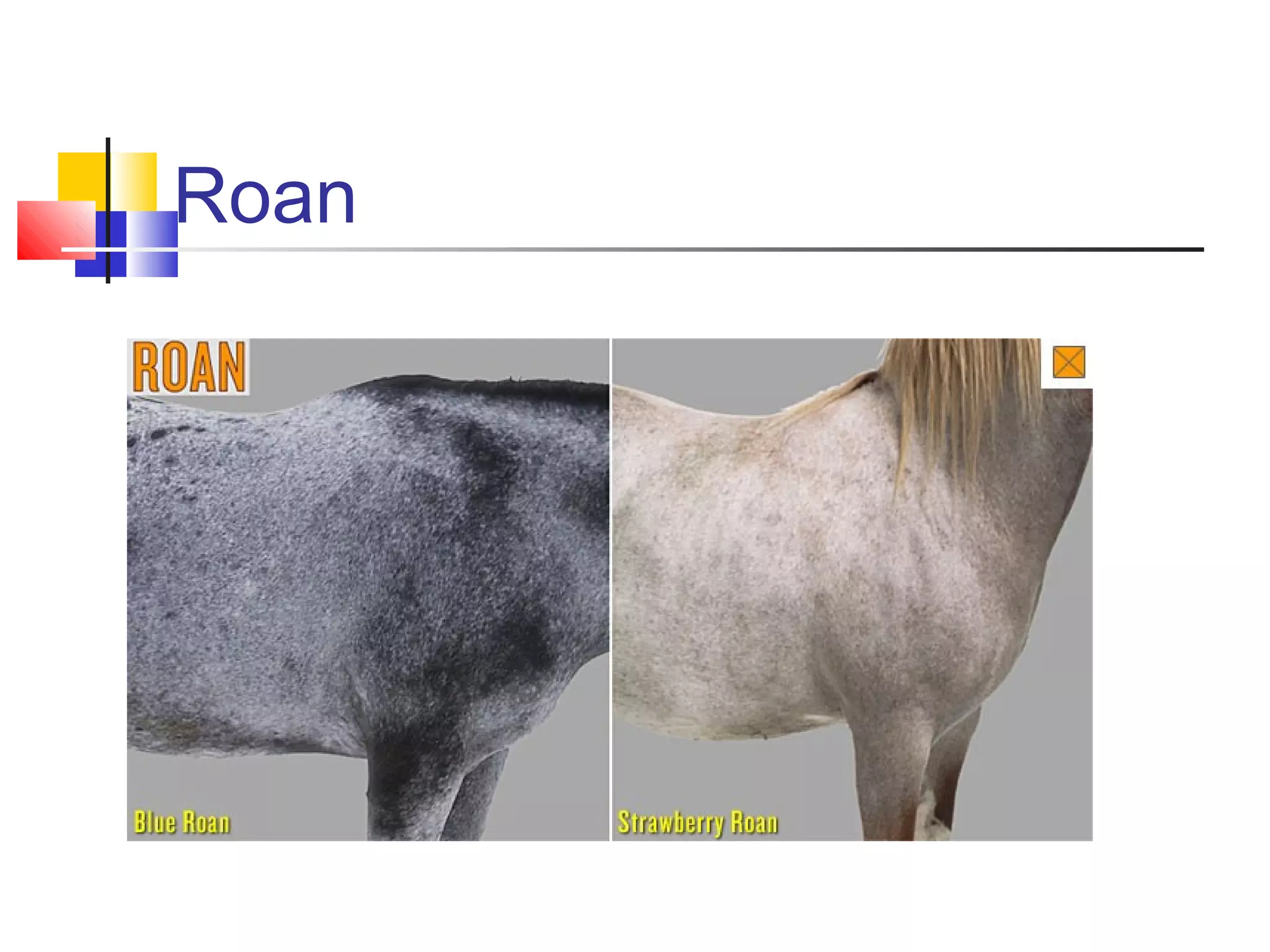 Horse terms | PPT