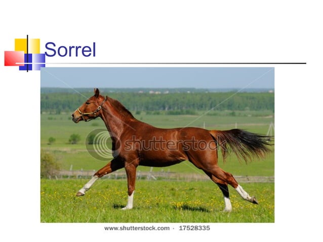 Horse terms | PPT