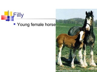 Horse terms | PPT