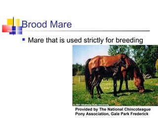 Horse terms | PPT