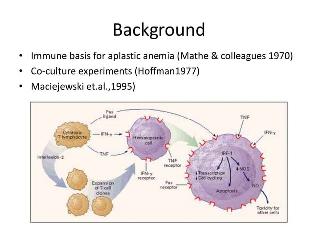 Horse versus rabbit atg | PPTX | Blood Disorders | Diseases and Conditions