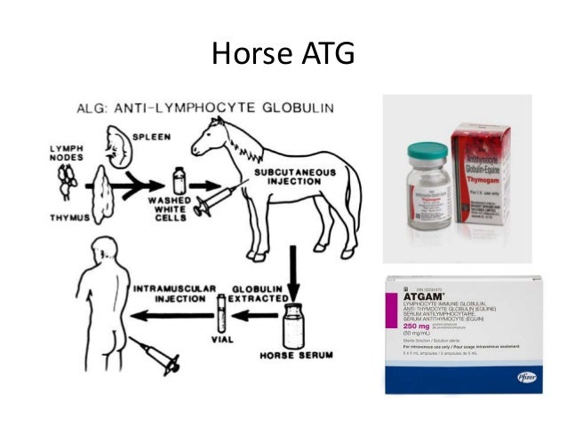 Horse versus rabbit atg