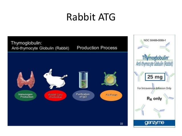 Horse versus rabbit atg