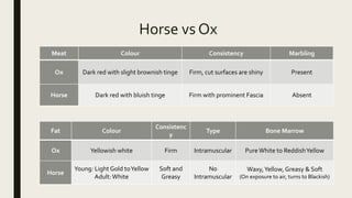Differenc between meat of Horse and ox | PPTX