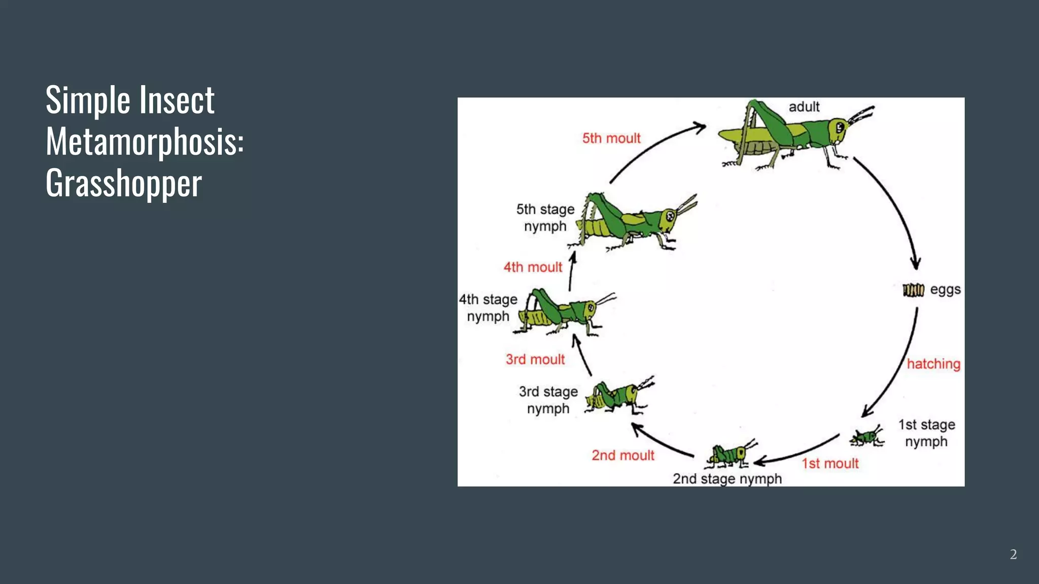 Pest Project | PPT
