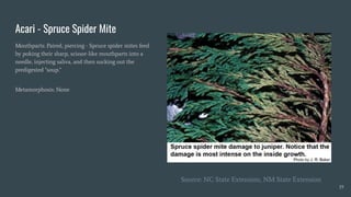 Pest Project | PDF