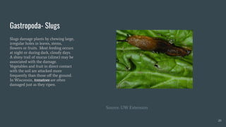 Pest Project | PDF