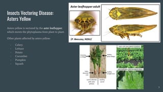 Pest Project | PDF