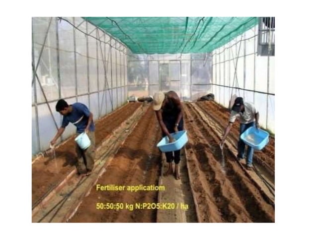 HORT201_capsicum.ppt