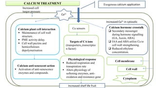 INFLUENCE OF PREHARVEST PRACTICES, ENZYMATIC AND TEXTURAL CHANGES ...