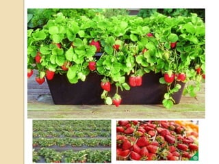 Production technology of strowberry | PPTX
