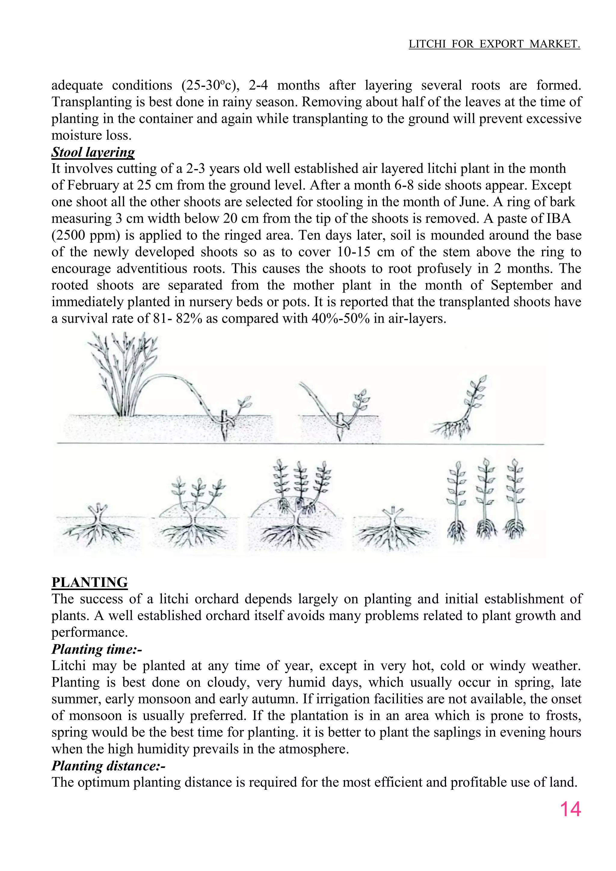 Litchi production for export market | PDF